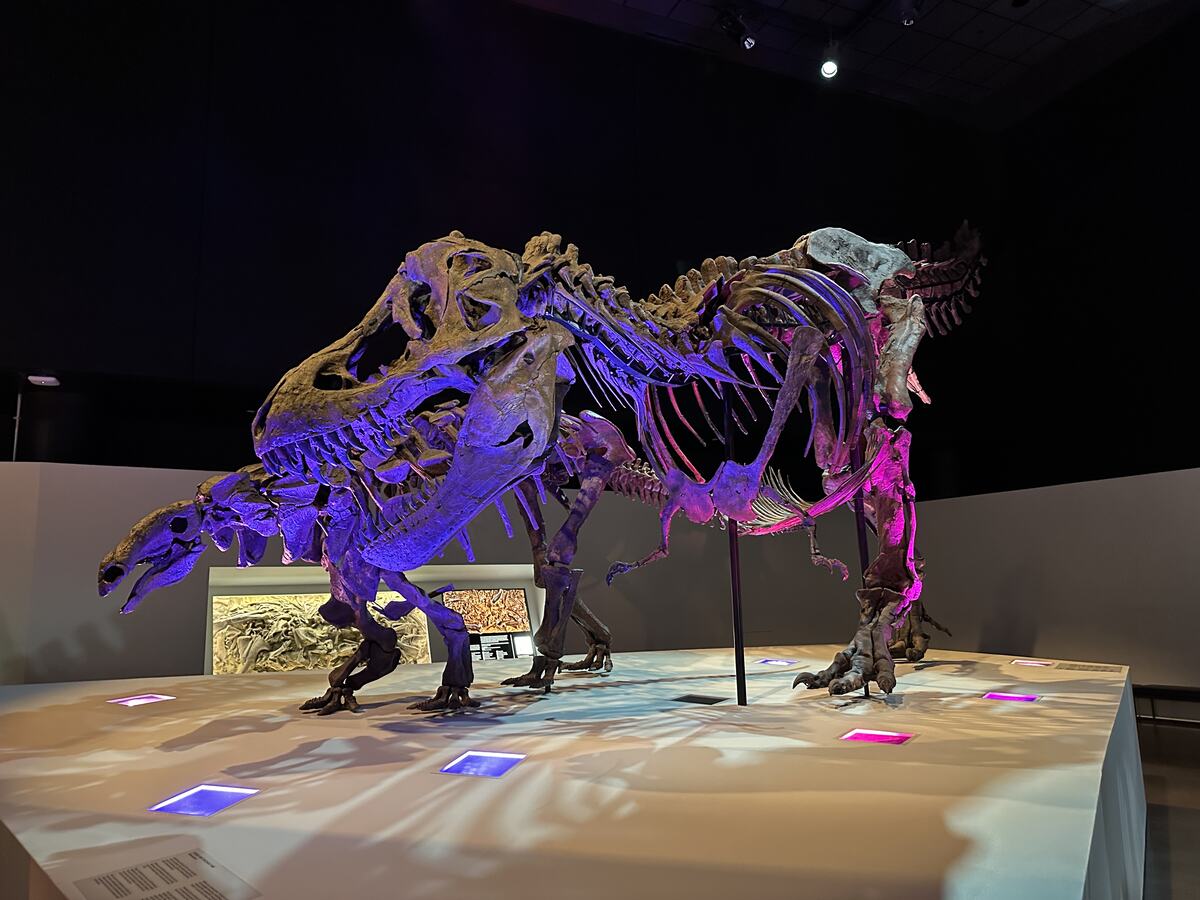 Why the Houston Museum of Natural Science is a Must-Visit - Trip Jaunt ...